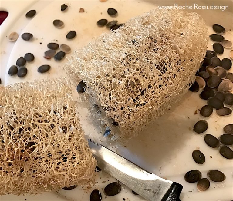 How to Grow Luffa & Make your own Sponges | Rachel Rossi