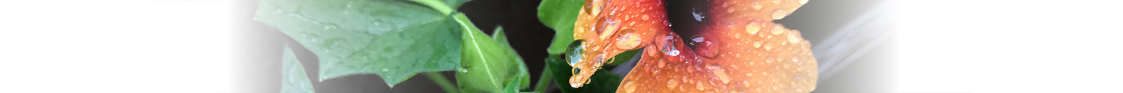 DIY Self-Watering Pots & Planters | Rachel Rossi